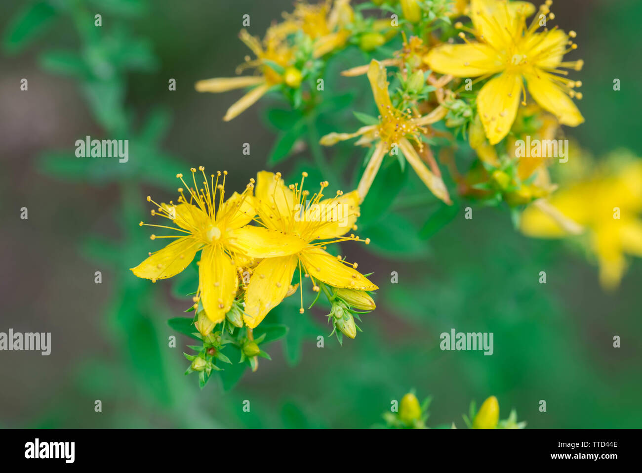 Leaves hypericum perforatum st hi-res stock photography and images - Alamy