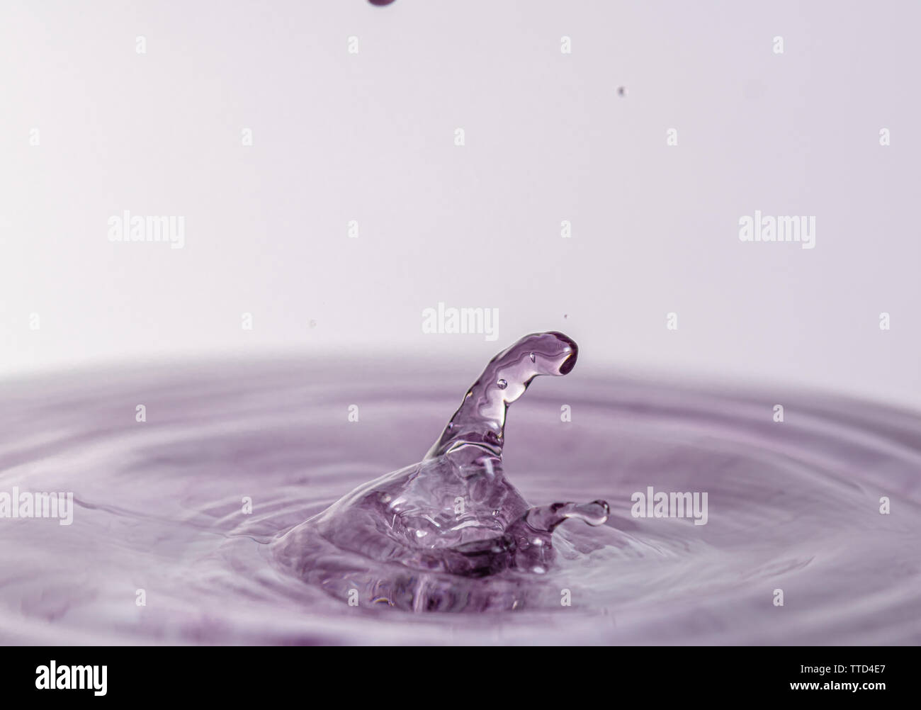 Close up macro photography of a purple water drop splashing into water ...