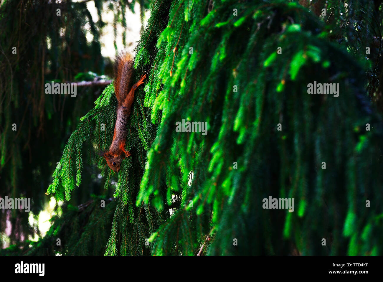 Tree With Lateral Branches High Resolution Stock Photography and Images ...