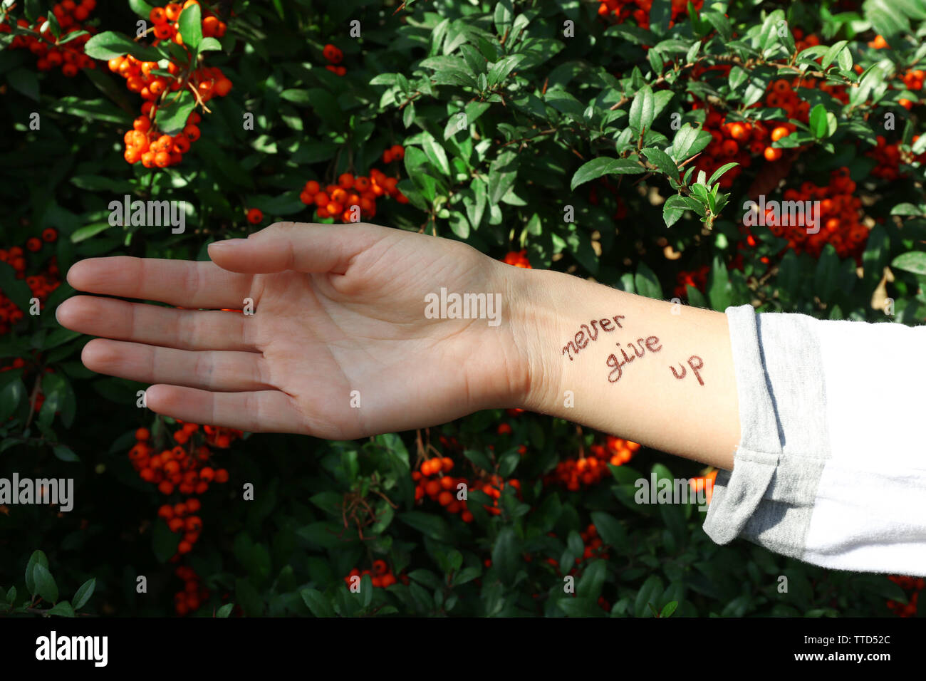 Female hand with tattoo in rowan bush background Stock Photo - Alamy