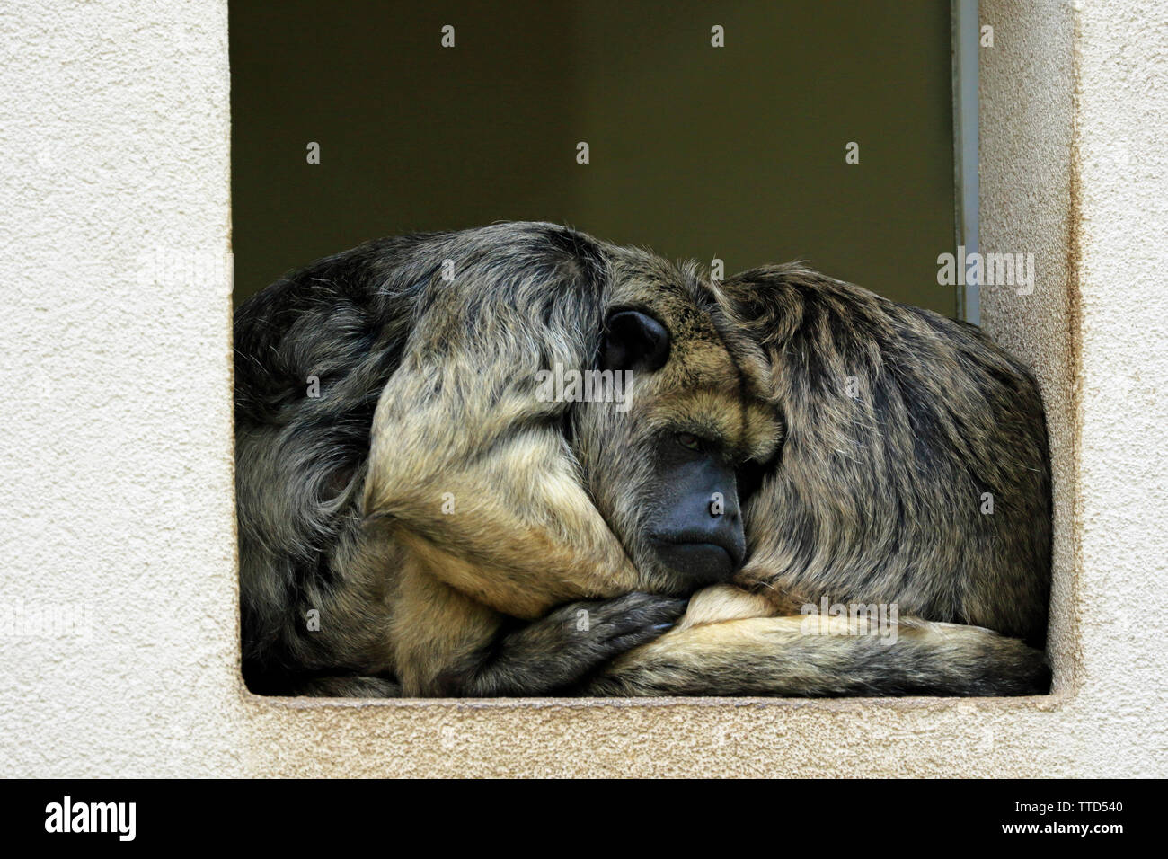 Howler monkeys hi-res stock photography and images - Alamy
