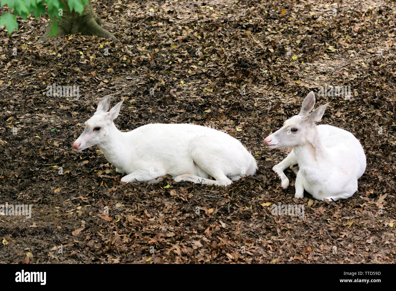 Leucistic White-tailed deer, Odocoileus virginianus, at the Cape May ...