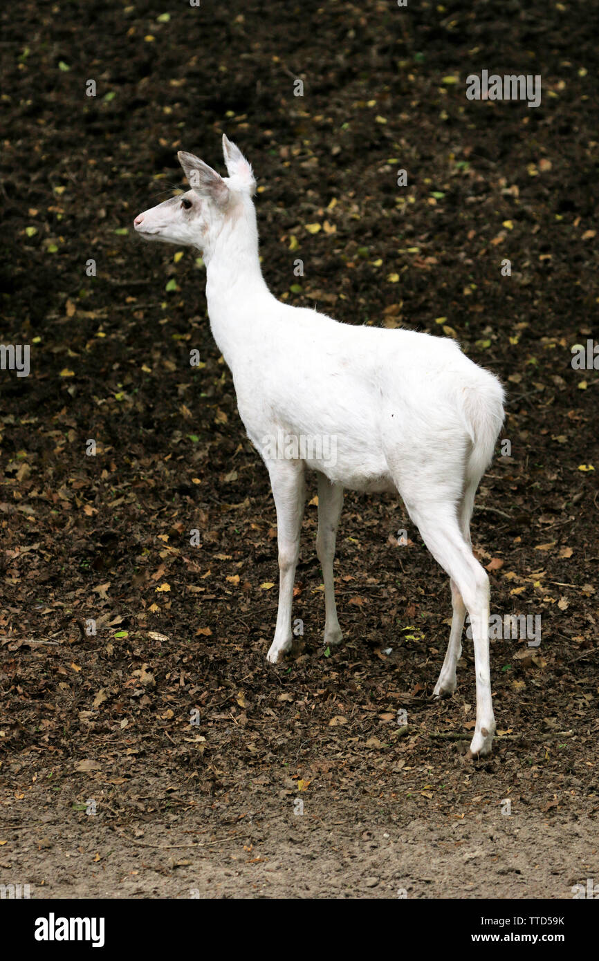 Leucistic White-tailed deer, Odocoileus virginianus, at the Cape May ...