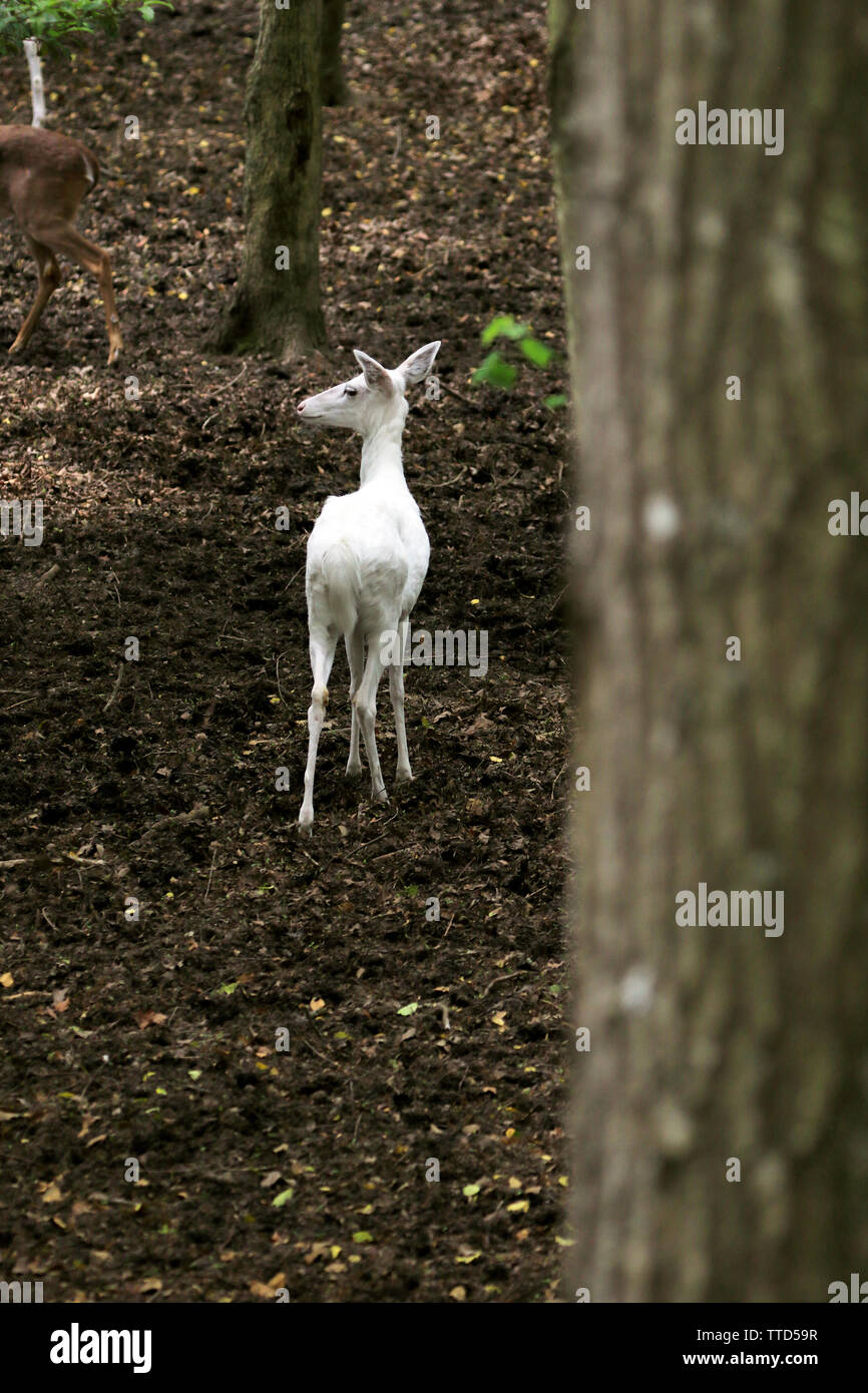 Leucistic White-tailed deer, Odocoileus virginianus, at the Cape May ...
