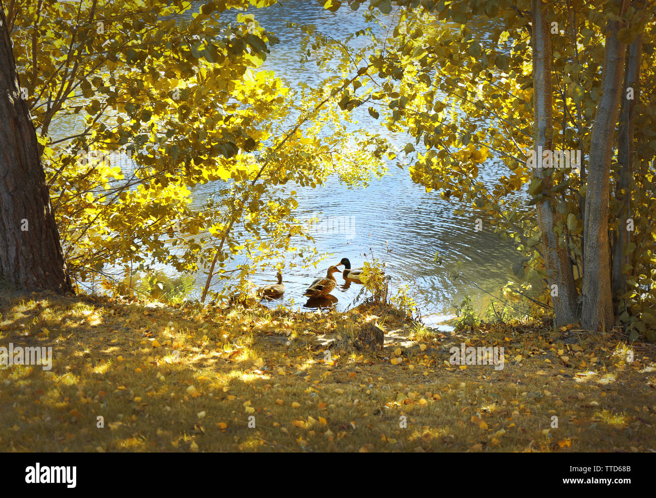Park in the Summer Stock Photo - Alamy