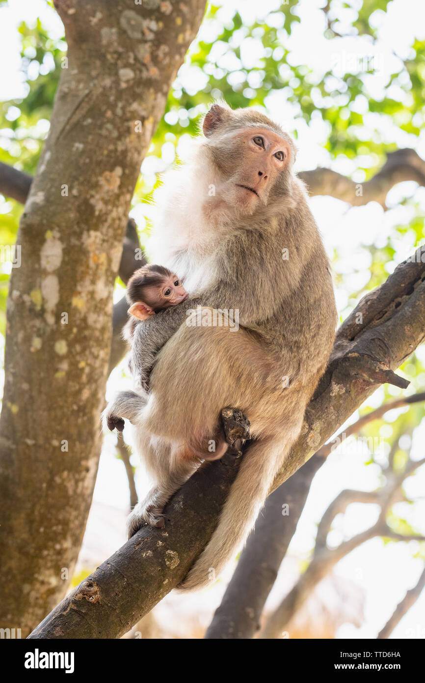 Macaque monkey mother nursing child in tree, Cat Ba Island, Hai Phong ...