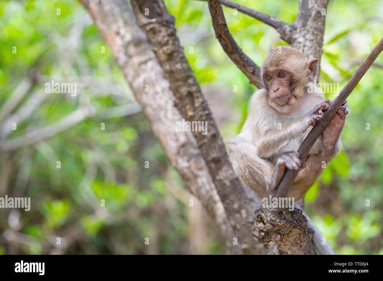 Macaque monkey sitting in tree, Cat Ba Island, Hai Phong Province ...