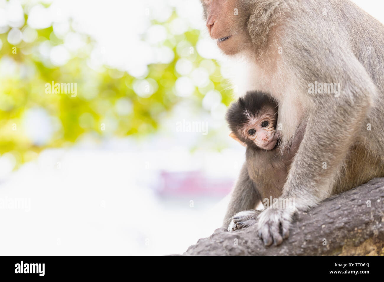Two rhesus macaque monkeys hi-res stock photography and images - Alamy