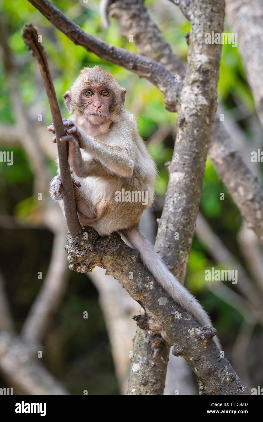 Monkey sitting in tree hi-res stock photography and images - Alamy