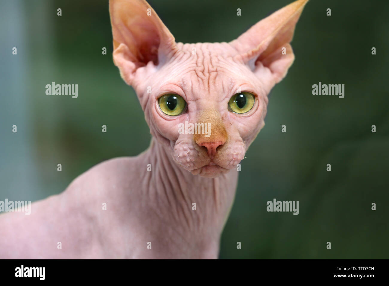 Cat sphynx on light background Stock Photo - Alamy