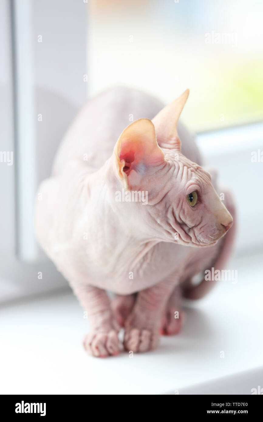Cat sphynx on light background Stock Photo - Alamy