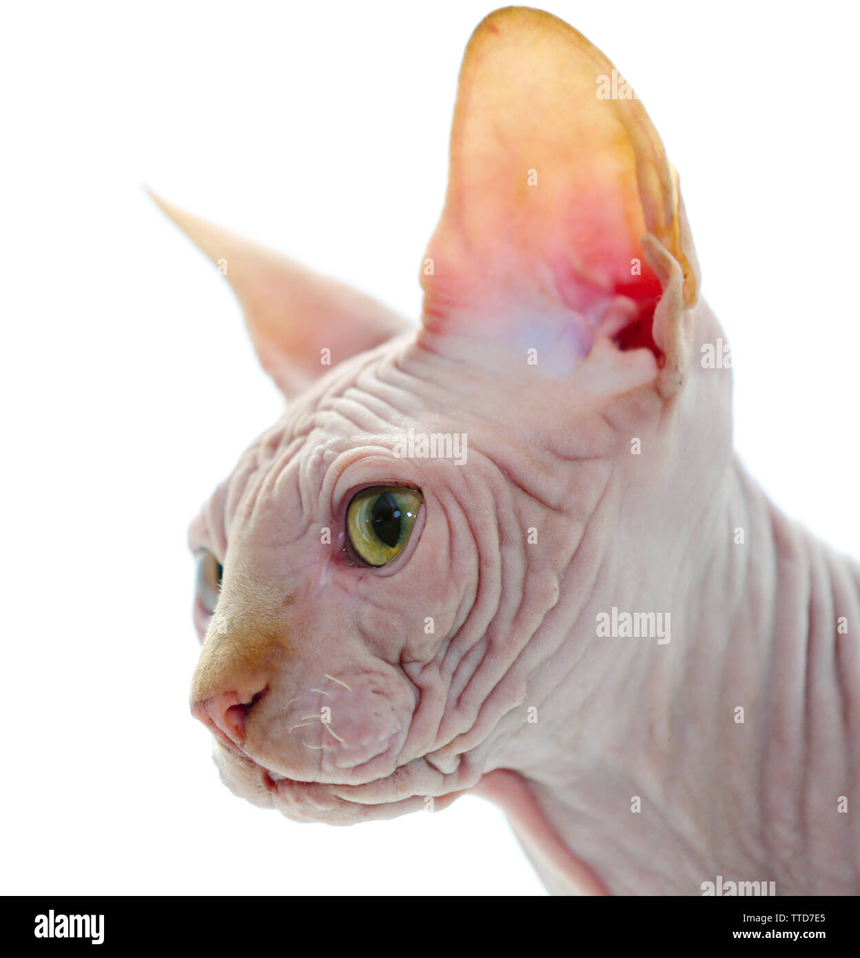 Cat sphynx on light background Stock Photo - Alamy