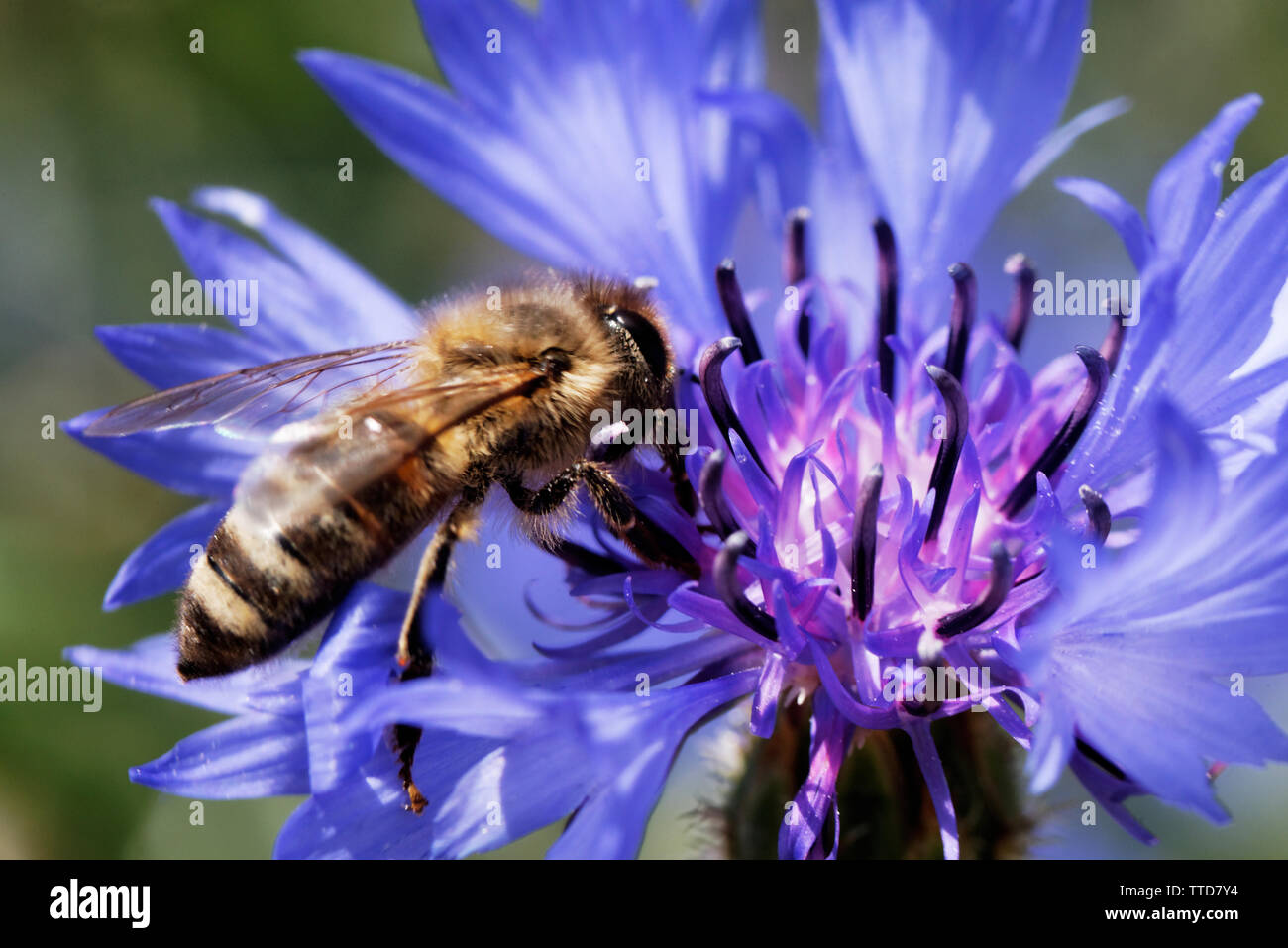 Bee sitting on the blue bachelor button flower Stock Photo - Alamy