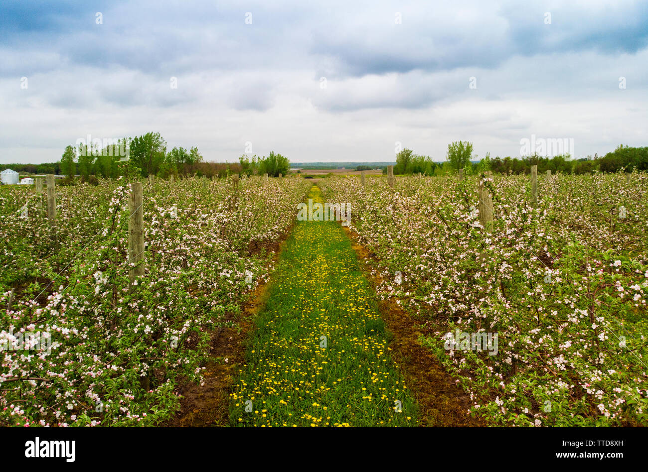 Orchard aerial view hi-res stock photography and images - Alamy
