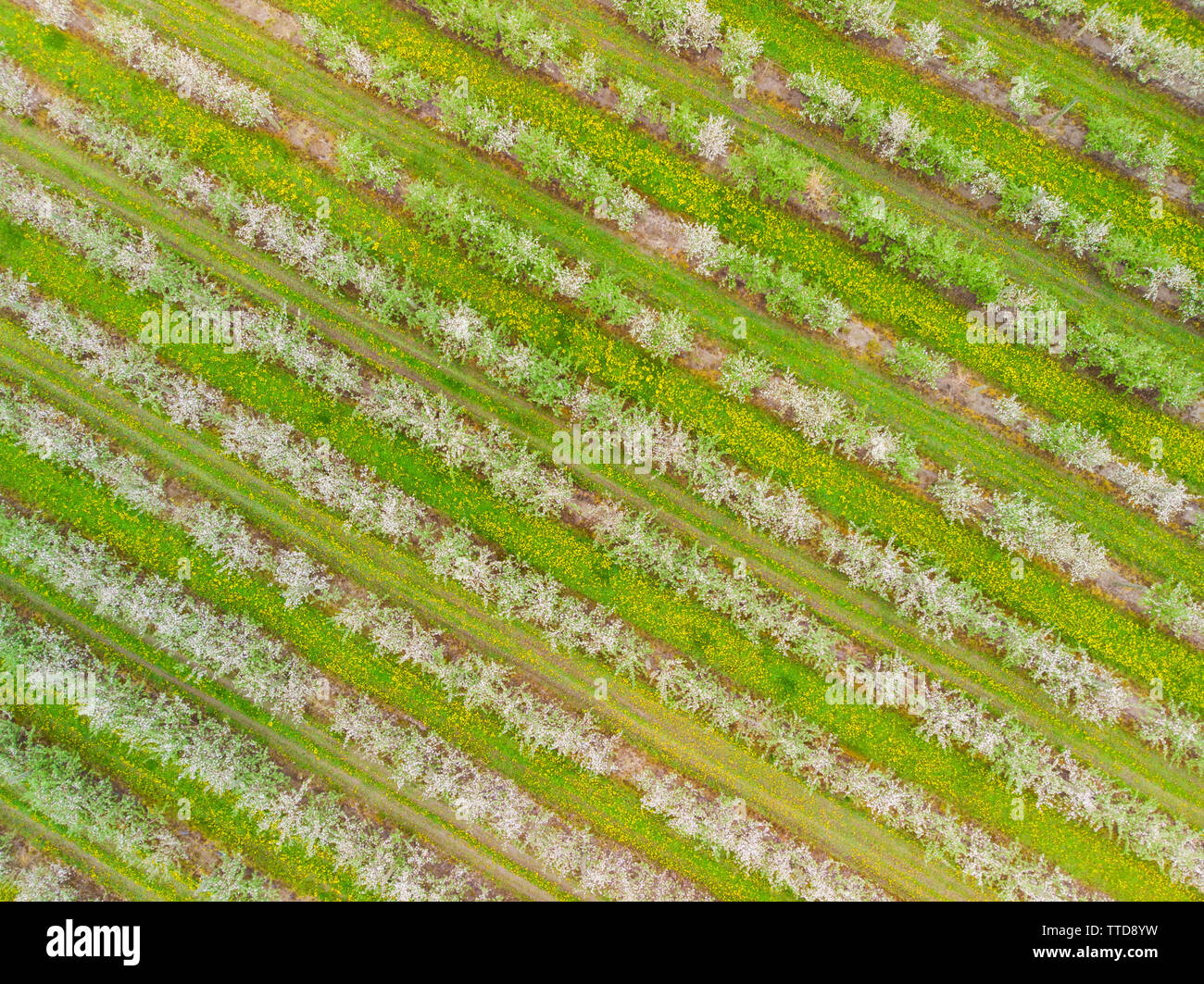 Apple orchard bloom drone hi-res stock photography and images - Alamy