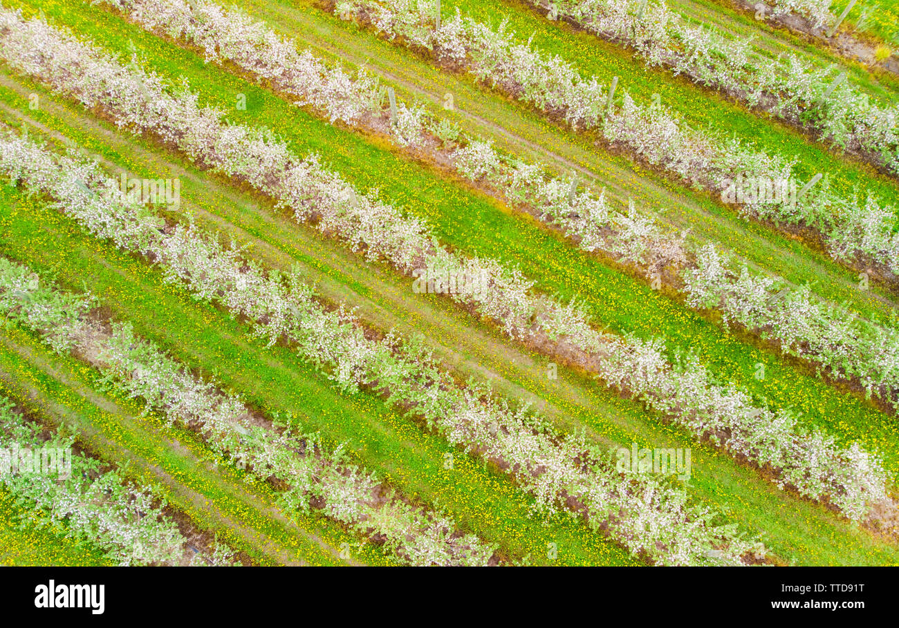 apple tree orchard aerial view Stock Photo - Alamy