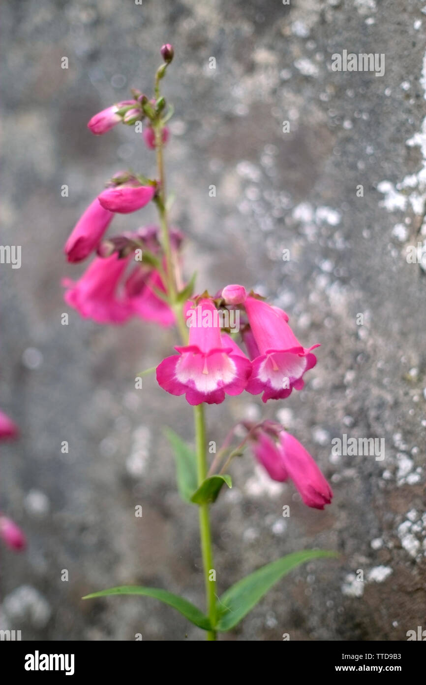 Penstemon Phoenix Magenta White Stock Photo - Alamy