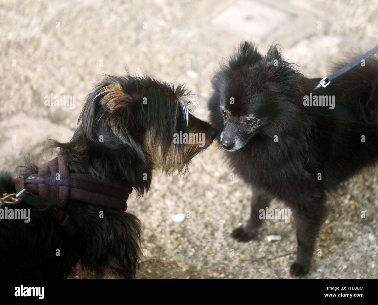 Scruffy terrier hi-res stock photography and images - Alamy