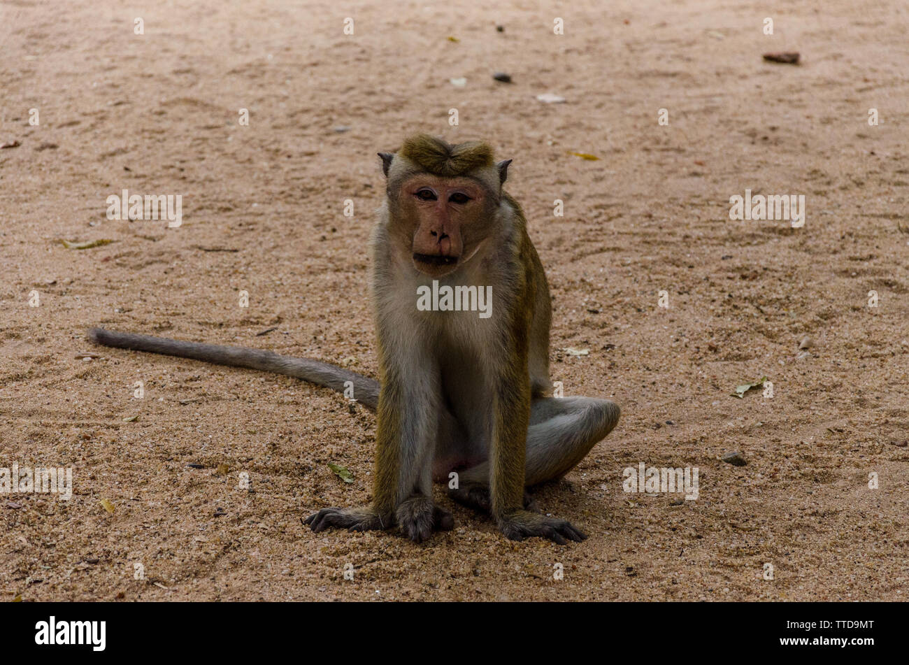 Sri lanka monkey hi-res stock photography and images - Alamy
