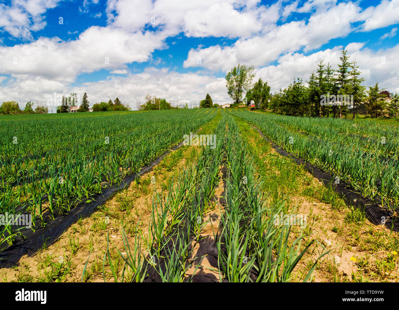Garlic plantation hi-res stock photography and images - Alamy