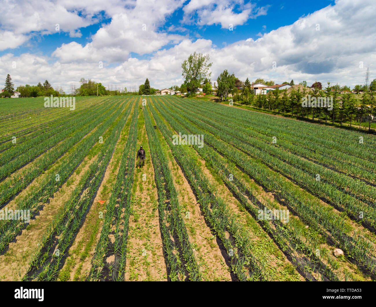 Organic garlic field aerial view Stock Photo - Alamy