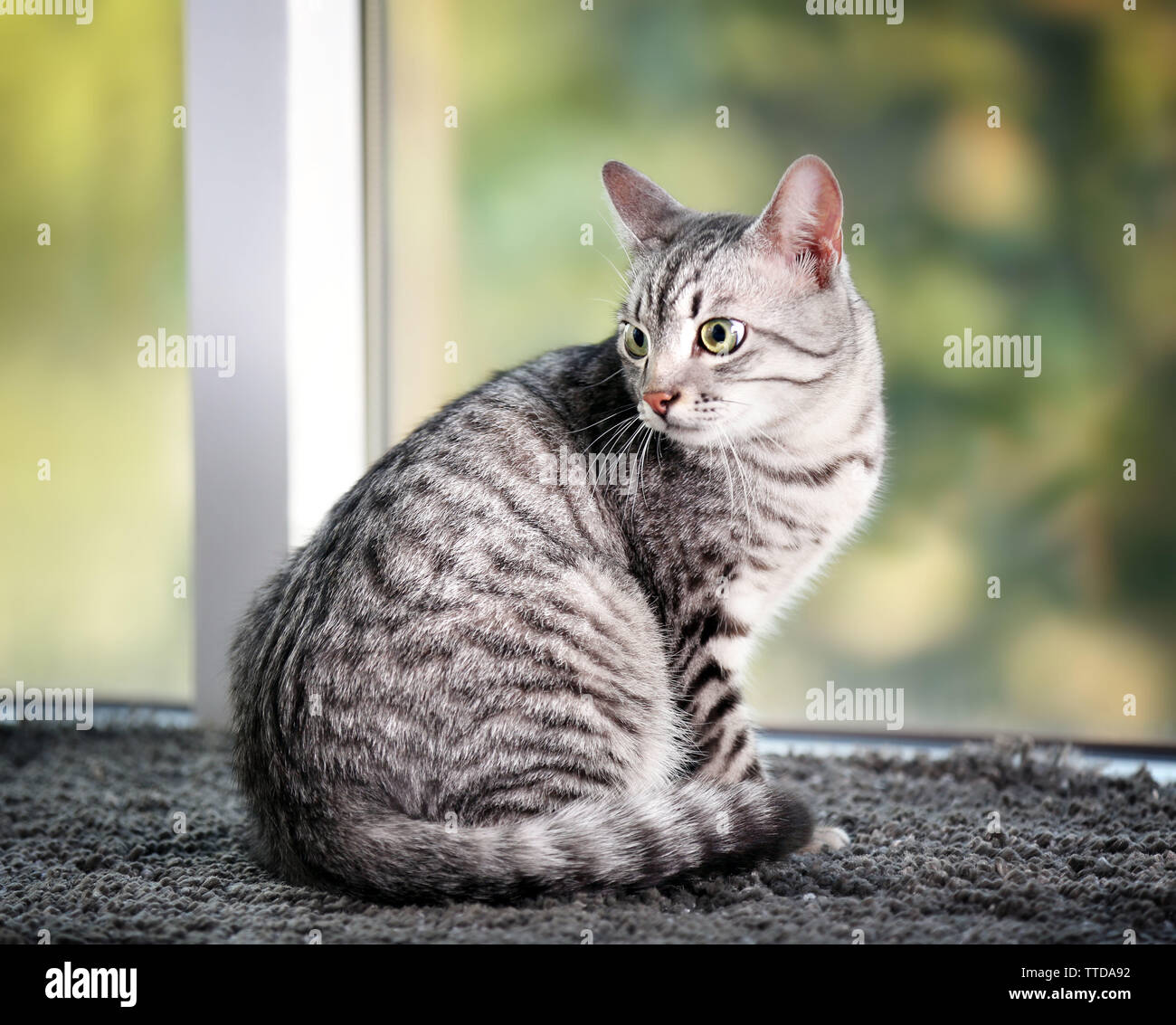 Beautiful cat near window close-up Stock Photo - Alamy