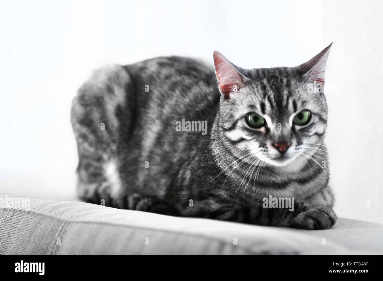 Beautiful cat near window close-up Stock Photo - Alamy