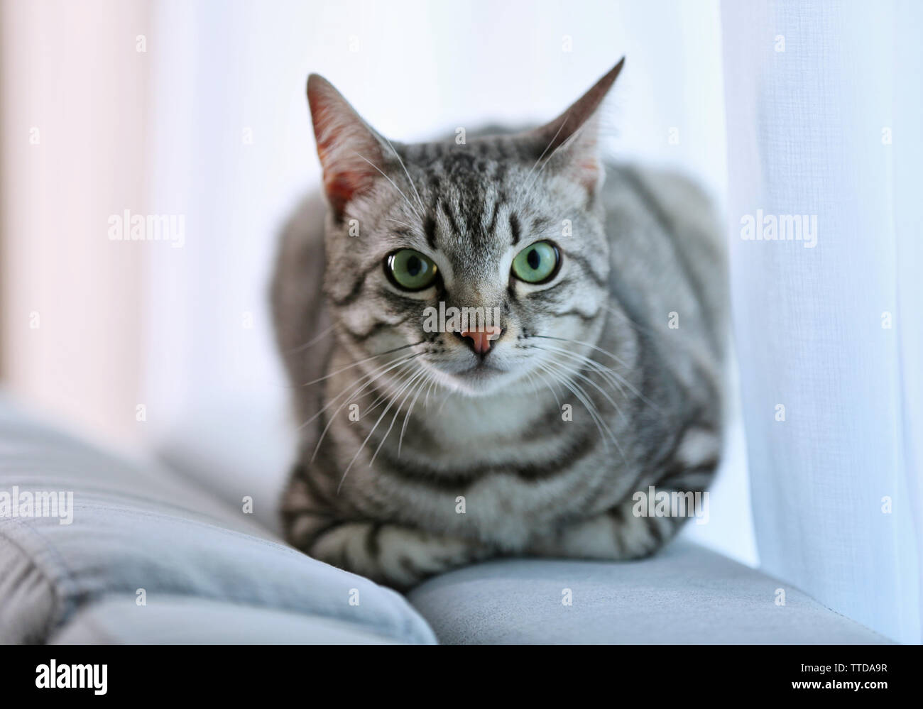 Beautiful cat near window close-up Stock Photo - Alamy