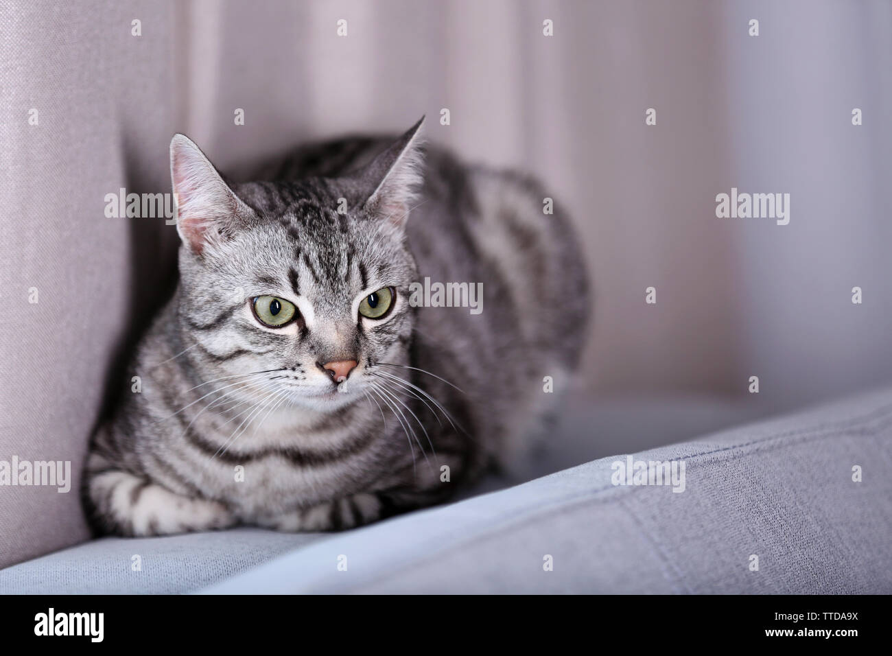 Beautiful cat on light background Stock Photo - Alamy
