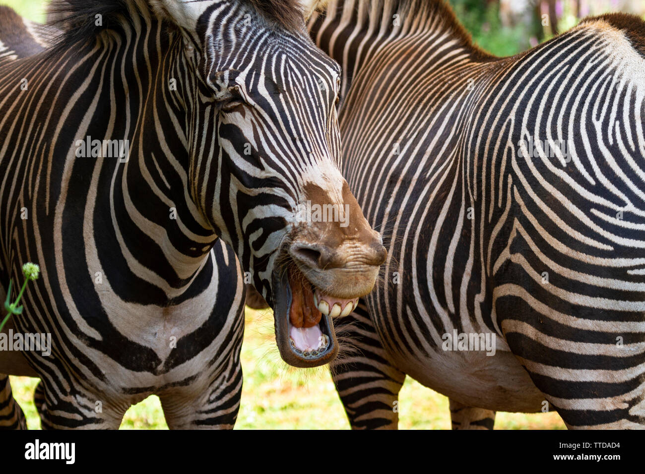 funny smiling zebra Stock Photo - Alamy