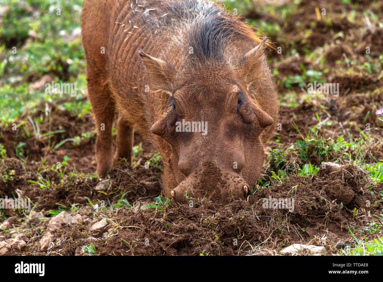Wartyboard hi-res stock photography and images - Alamy