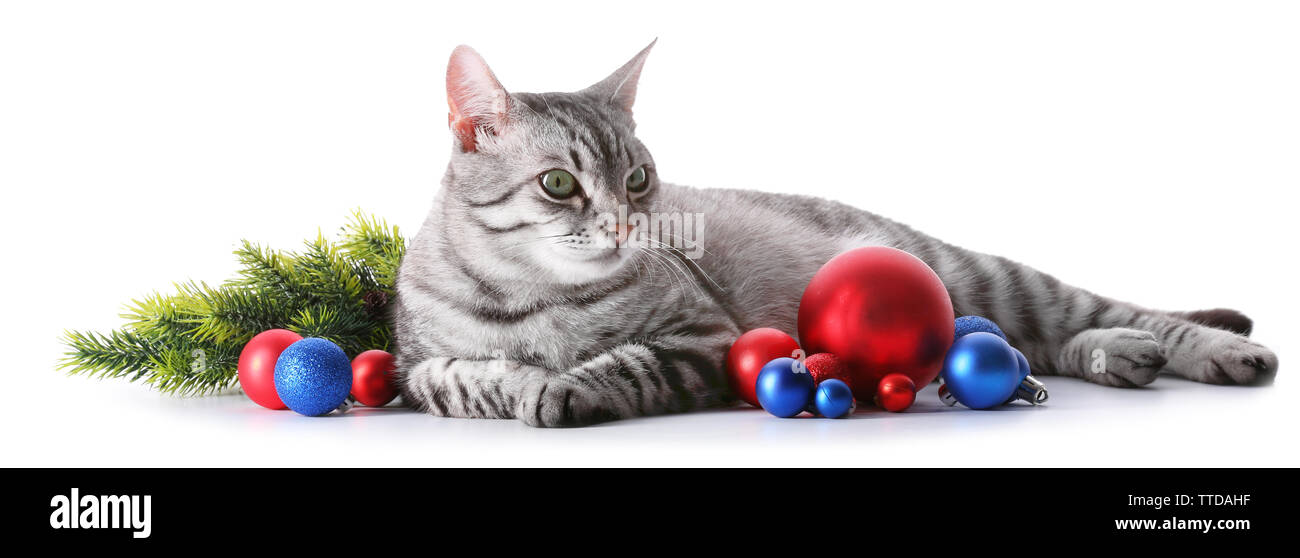 Christmas cat isolated on Cut Out Stock Images & Pictures - Alamy