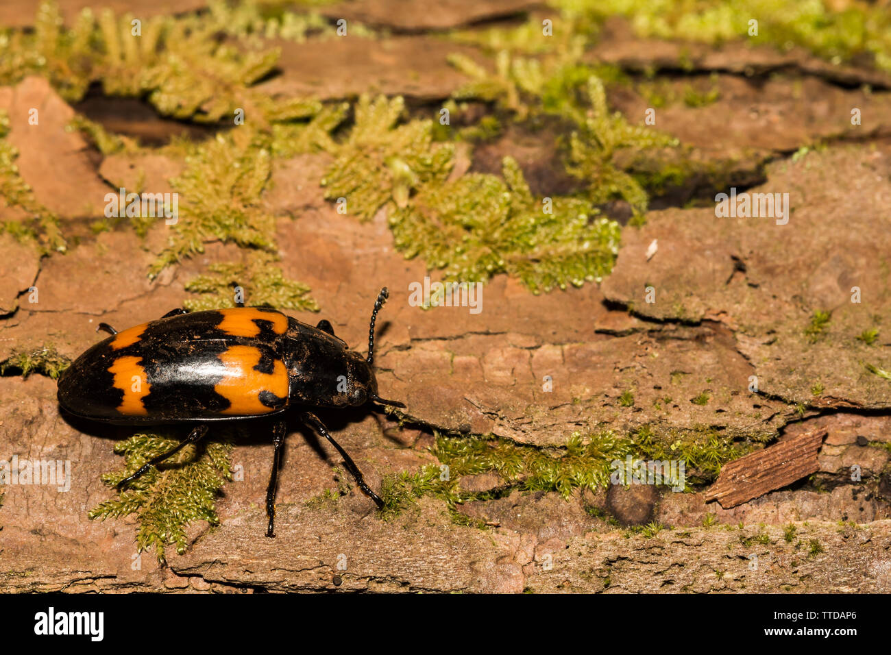 Burying beetle hi-res stock photography and images - Alamy