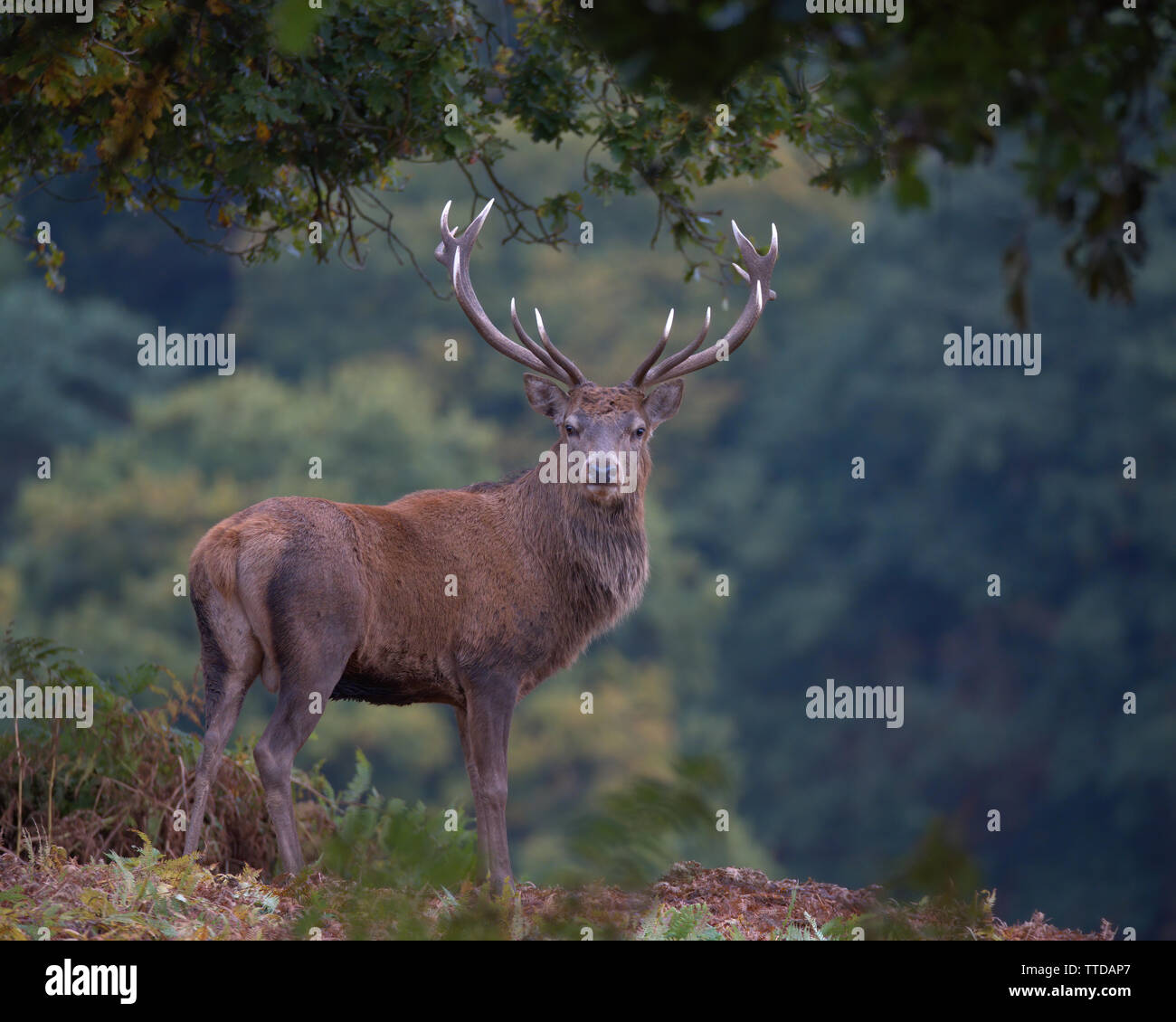 Red Deer stag Stock Photo - Alamy