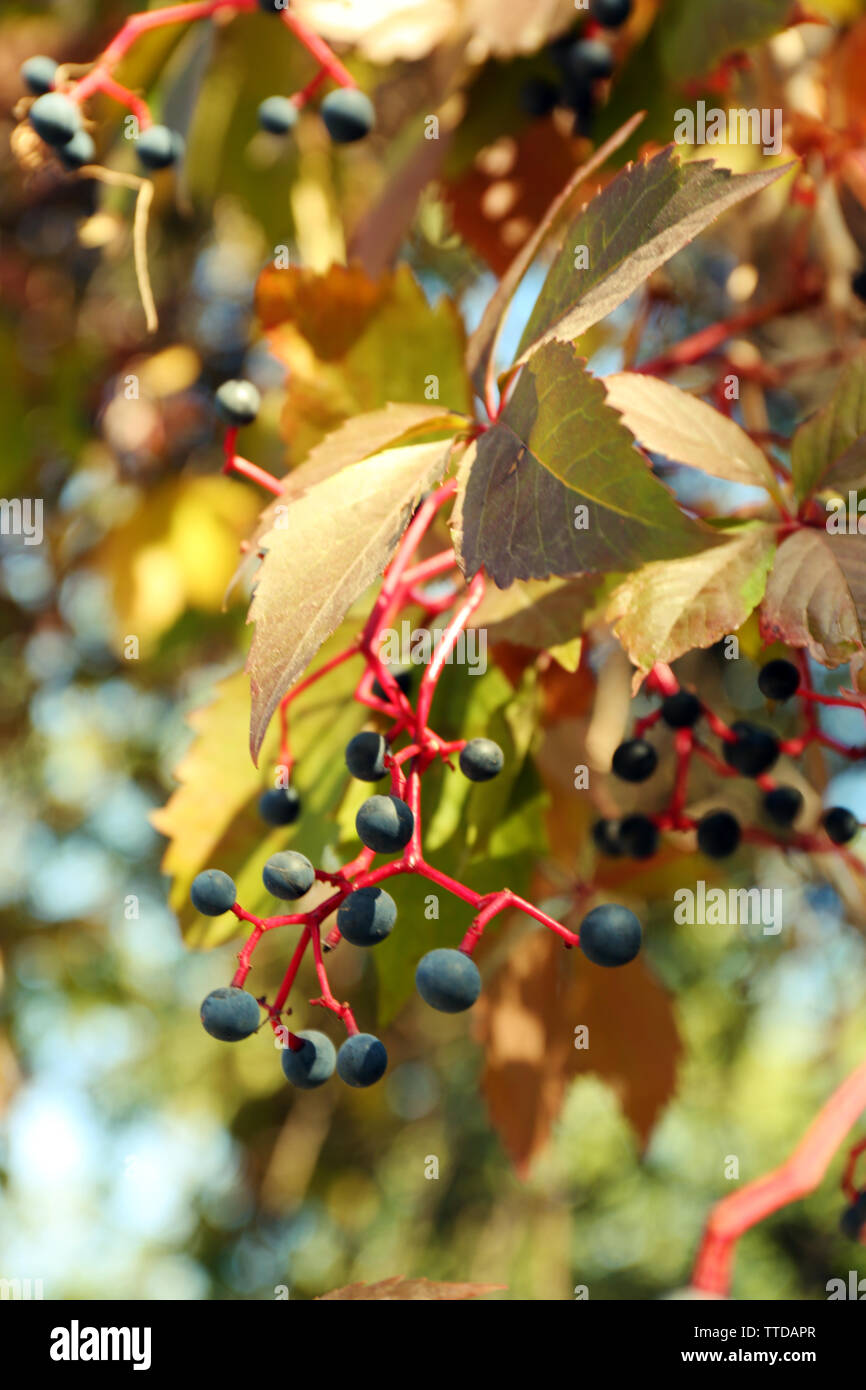 Wild grape tree branch closeup Stock Photo - Alamy