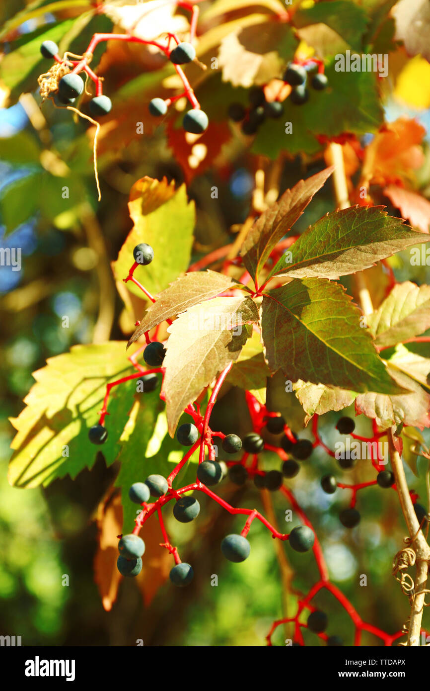 Wild grape tree branch closeup Stock Photo - Alamy