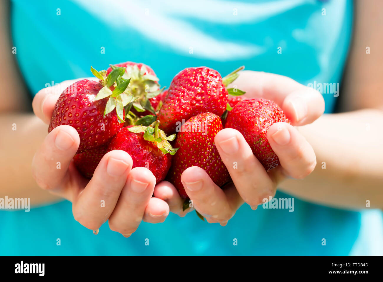 Female hands holding fresh strawberries Stock Photo - Alamy
