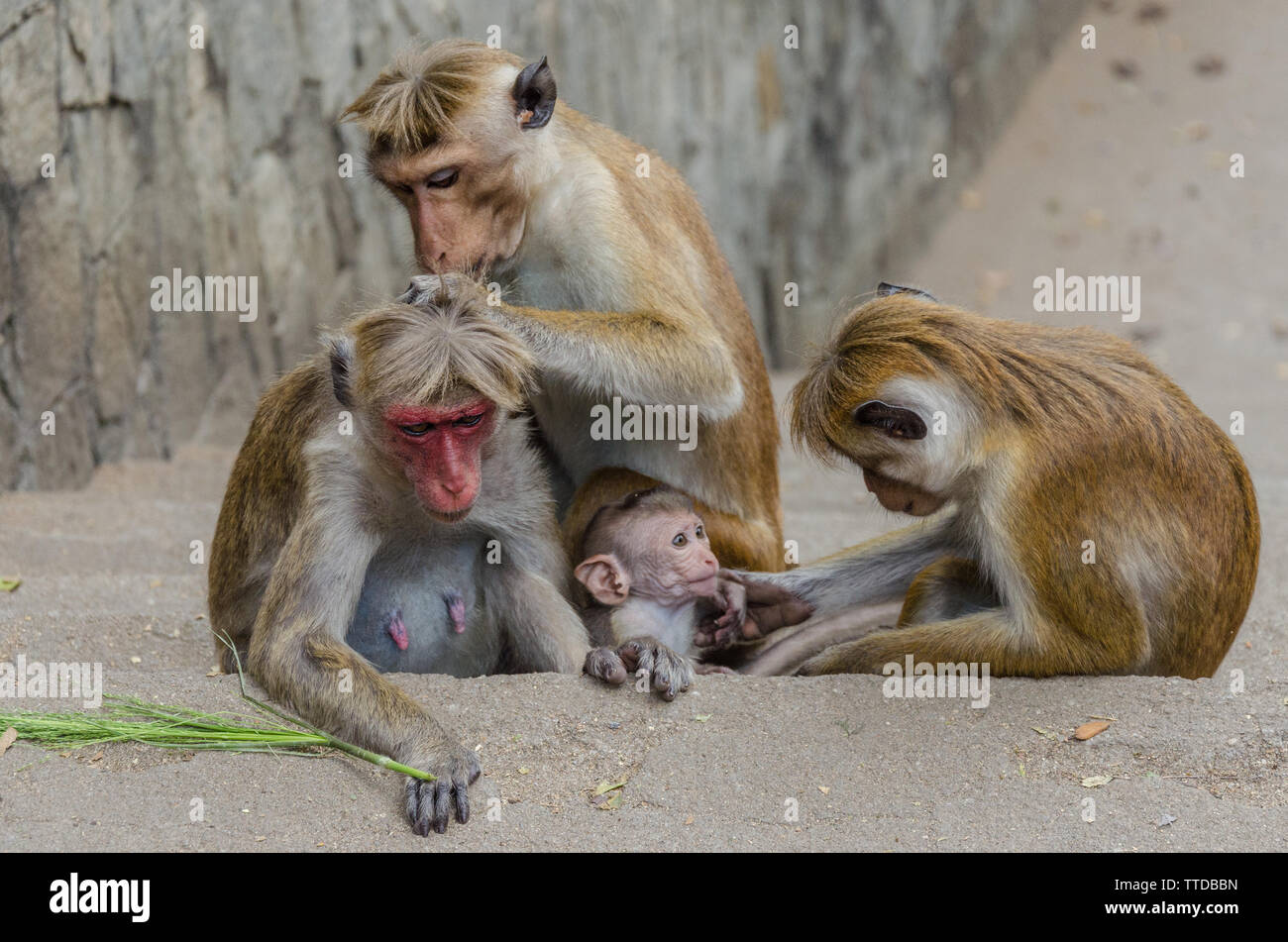 Animal Monkey Sri Lanka High Resolution Stock Photography and Images ...