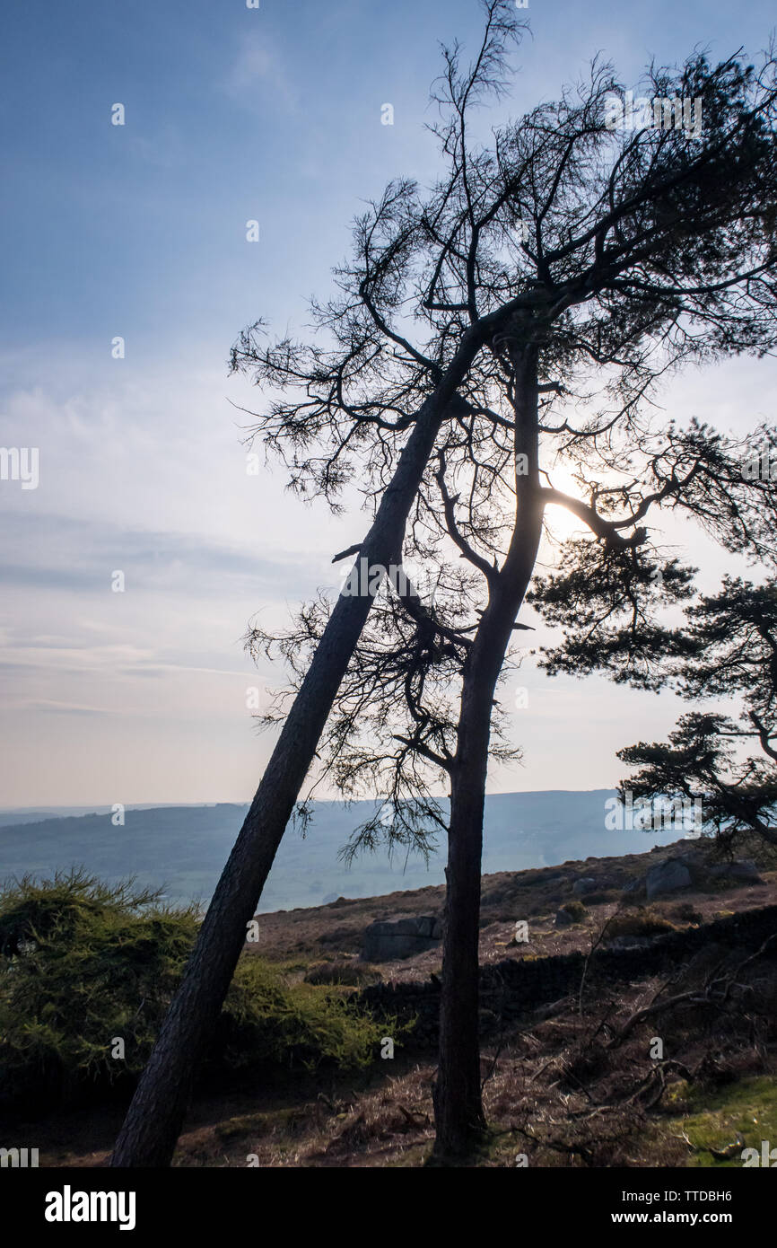 Trees leaning each other hi-res stock photography and images - Alamy