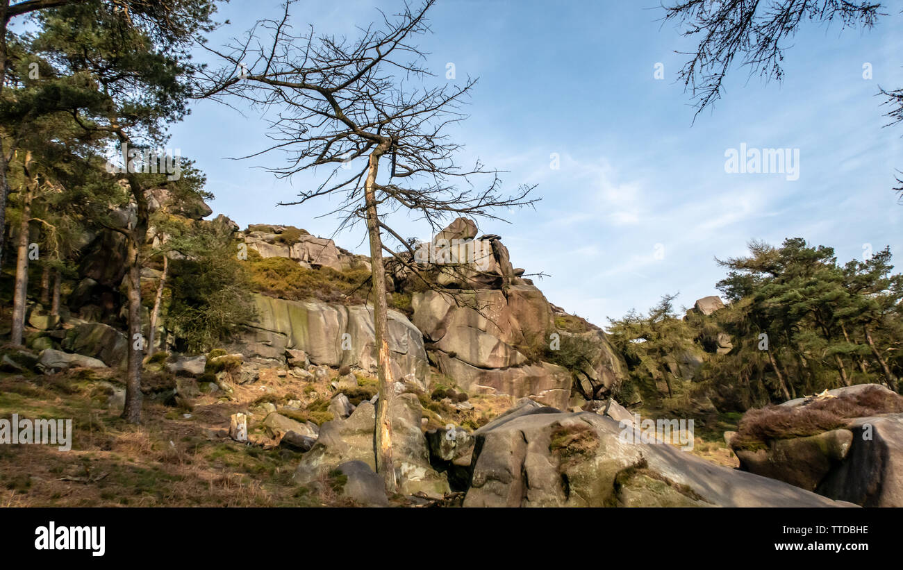 A dried up tree at the foot of the Roaches a rocky ridge that is ...