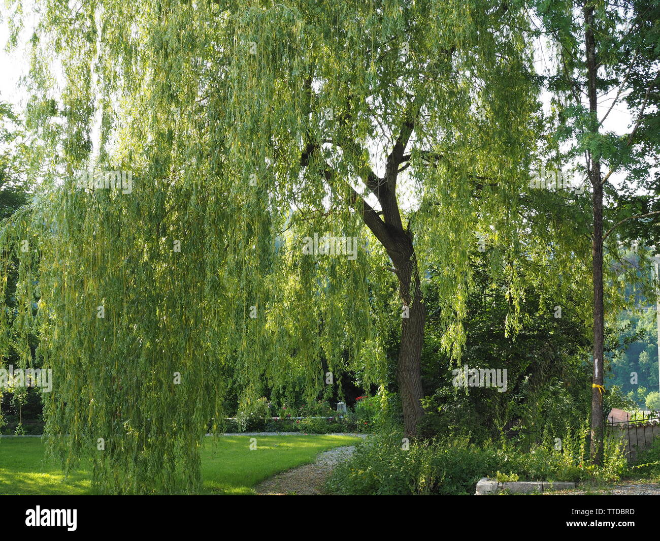Nice Trees seen at Schaffhausen, Switzerland Stock Photo - Alamy