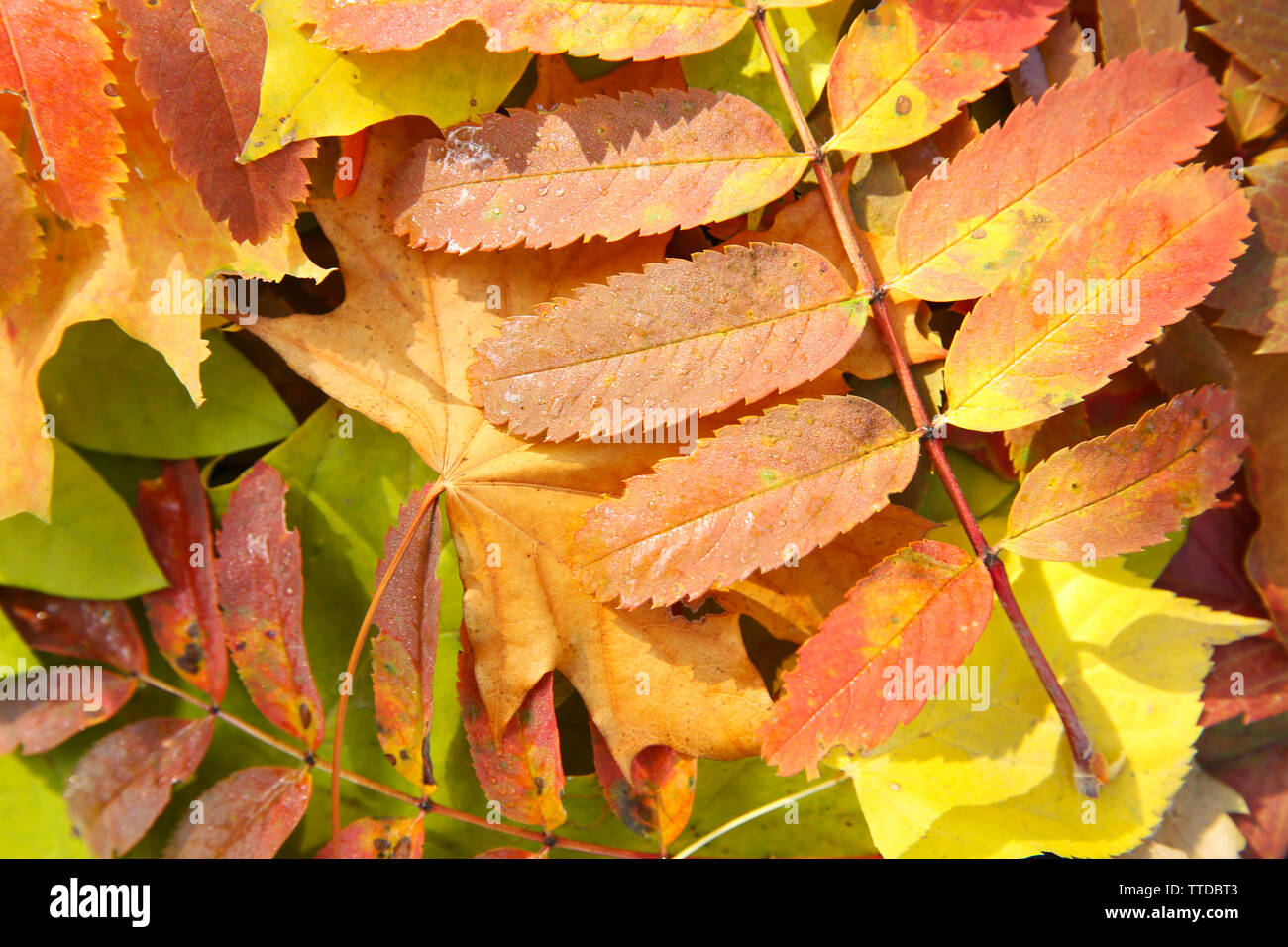 Colorful autumn leaves, close up Stock Photo - Alamy