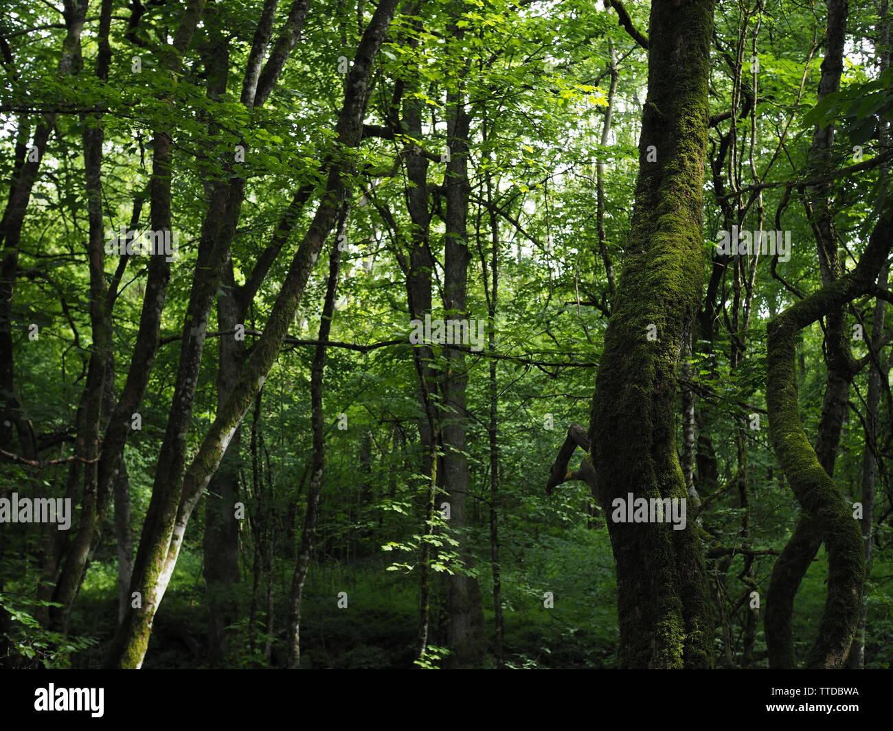 Big Trees in a nice green Forest in Germany (Eifel Stock Photo - Alamy