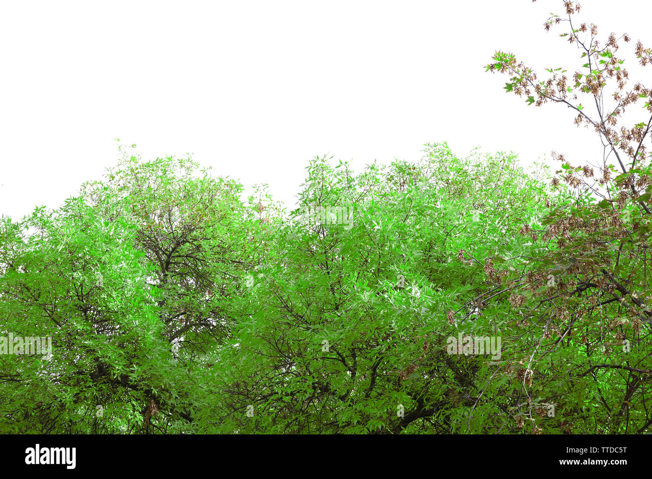 Top of the tree on sky background Stock Photo - Alamy