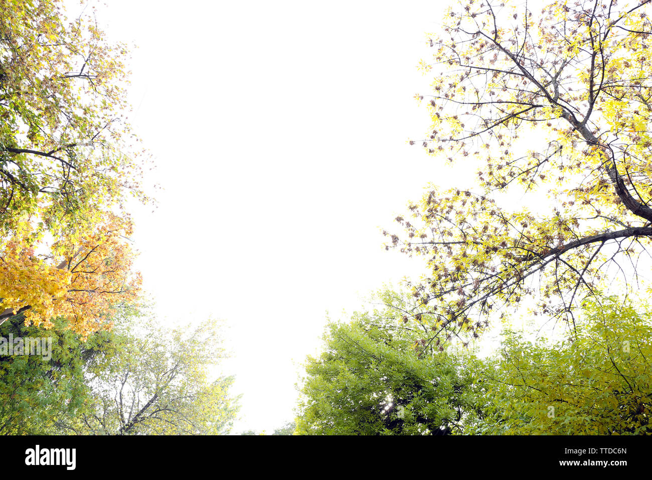 Top of the tree on sky background Stock Photo - Alamy