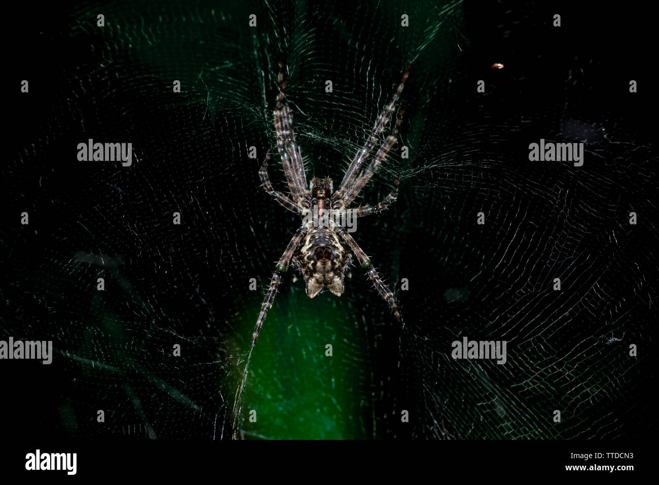 tiger spider hanging on its web Stock Photo - Alamy