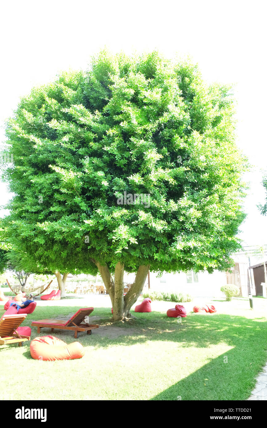 Seats under tree hi-res stock photography and images - Alamy