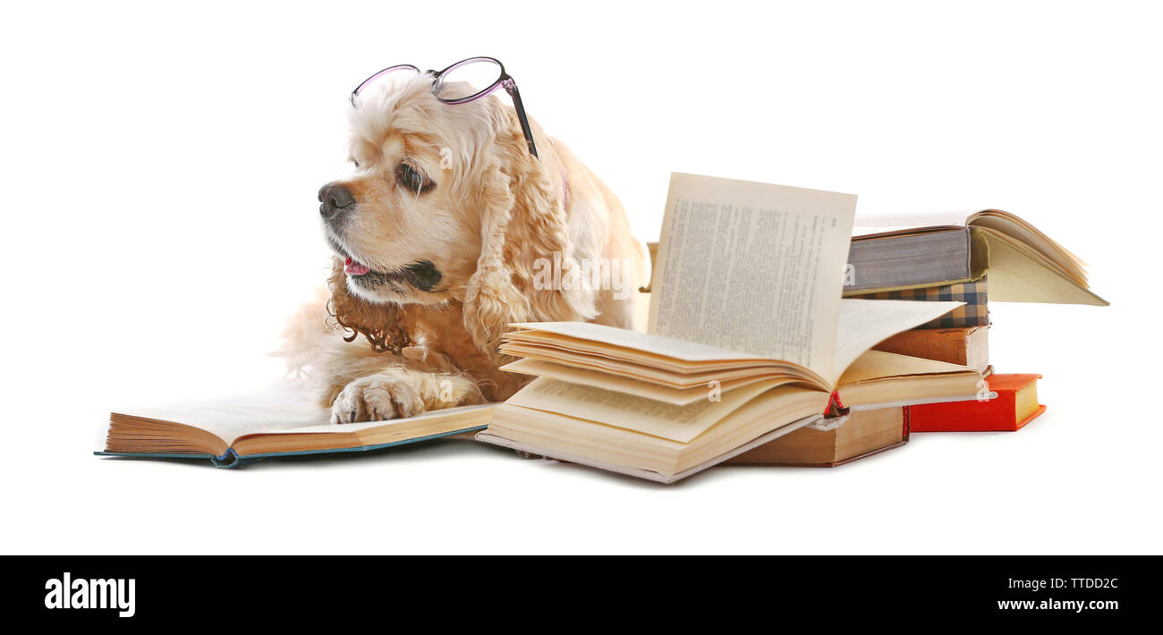 Dog and books isolated on white Stock Photo - Alamy
