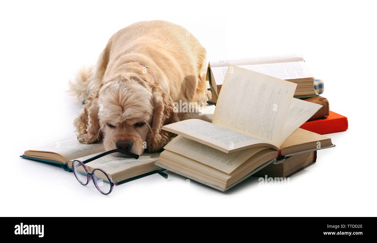 Dog and books isolated on white Stock Photo - Alamy