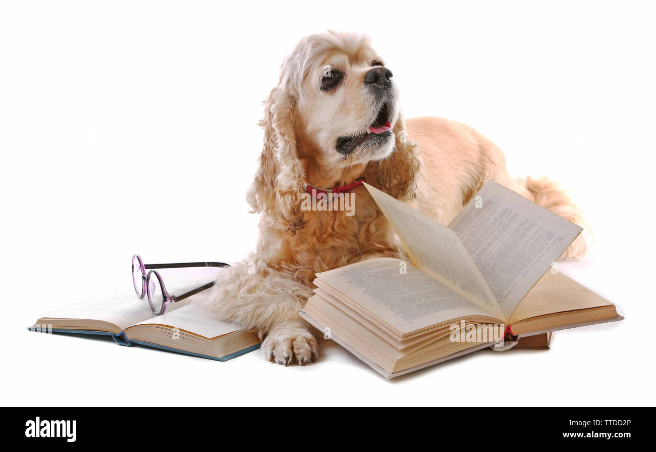 Dog and books isolated on white Stock Photo - Alamy
